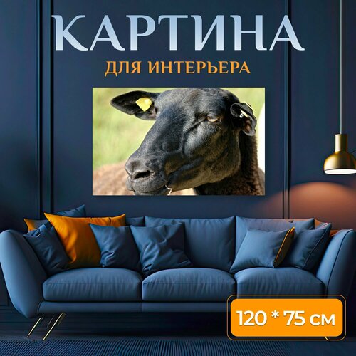 Картина на холсте "Овец, портрет, голова овцы" на подрамнике 120х75 см. для интерьера