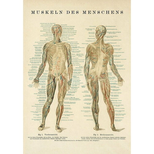 Плакат, постер на бумаге анатомический атлас человека. Кровеносная сиситема. Светлый фон. Размер 21 х 30 см