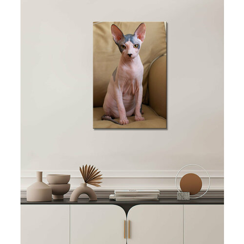 Картина - кошка, канадский сфинкс, безшерстная кошка, домашняя кошка, ласковая кошка, кот (165) 30х40