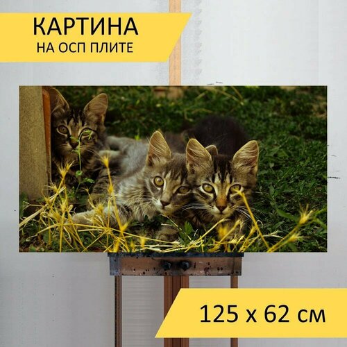 Картина на ОСП 125х62 см. "Кошки, кот, кошка" горизонтальная, для интерьера, с креплениями