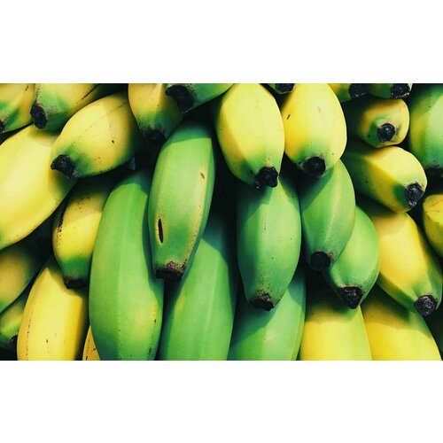 Картина на холсте 60x110 LinxOne "Бананы, плоды, фрукты" интерьерная для дома / на стену / на кухню / с подрамником