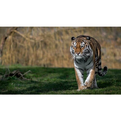 Картина на холсте 60x110 LinxOne "Большой грозный тигр идет" интерьерная для дома / на стену / на кухню / с подрамником