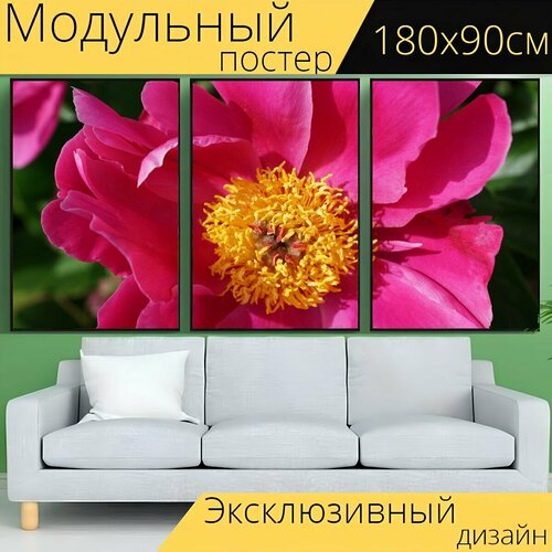 Модульный постер "Пион, цветок, цвести" 180 x 90 см. для интерьера