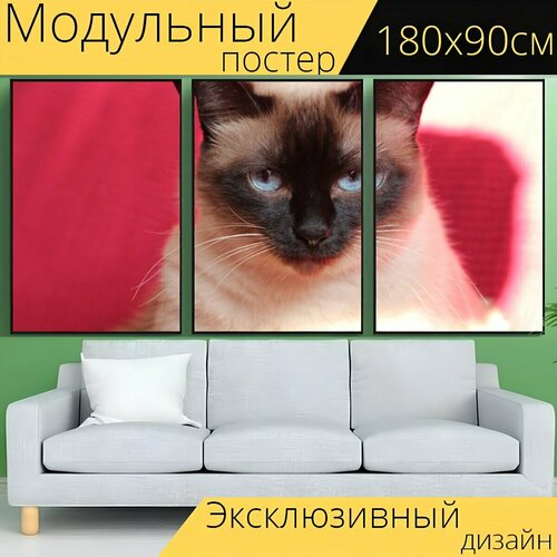 Модульный постер "Кот, домашняя кошка, портрет" 180 x 90 см. для интерьера