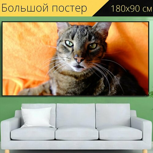 Большой постер "Кошка, кот, выразительные" 180 x 90 см. для интерьера