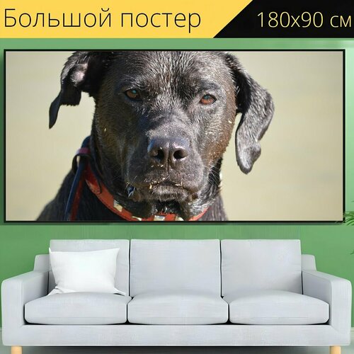 Большой постер "Собака, симпатичные, животное" 180 x 90 см. для интерьера