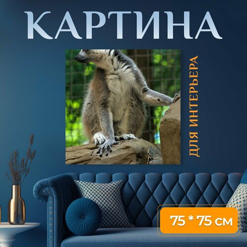 Картина на холсте "Лемур, животное, дикая природа" на подрамнике 75х75 см. для интерьера