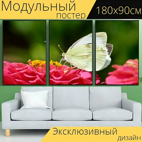 Модульный постер "Бабочка, цветок, цинния" 180 x 90 см. для интерьера