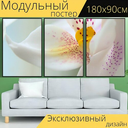 Модульный постер "Орхидея, лепесток, цветок" 180 x 90 см. для интерьера