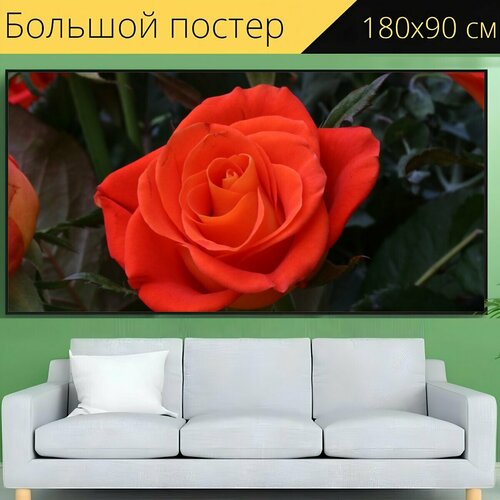 Большой постер "Роза, цветок, сад роз" 180 x 90 см. для интерьера