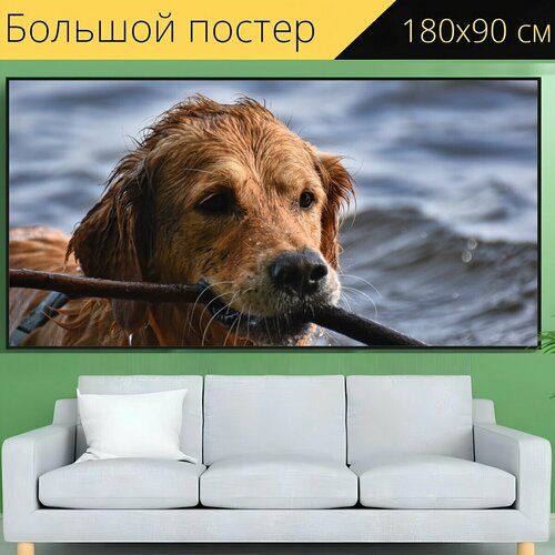 Большой постер "Собака, золотистый ретривер, собачий" 180 x 90 см. для интерьера