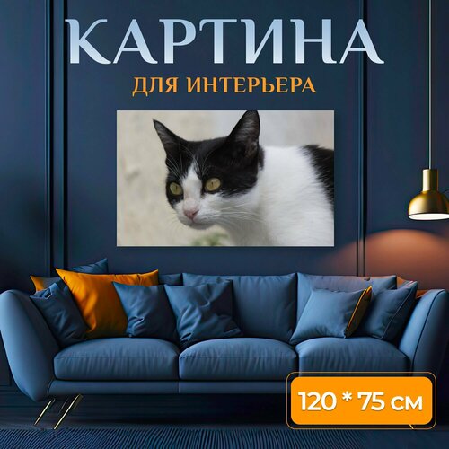 Картина на холсте "Кошка, кошачий, одомашненный" на подрамнике 120х75 см. для интерьера