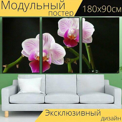 Модульный постер "Орхидея, расцветает, цветок" 180 x 90 см. для интерьера