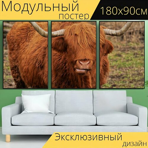 Модульный постер "Высокогорная корова, крупного рогатого скота, животные" 180 x 90 см. для интерьера