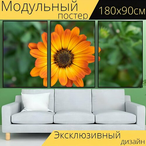 Модульный постер "Календула, оранжевый цветок, сад" 180 x 90 см. для интерьера