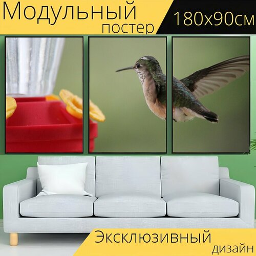 Модульный постер "Колибри, кормление птиц, птицы" 180 x 90 см. для интерьера