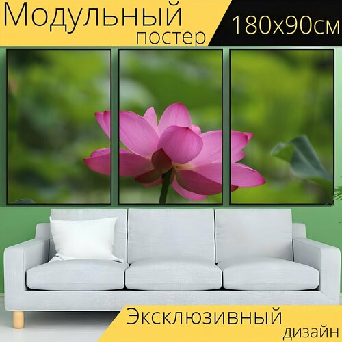 Модульный постер "Лотос, цветок, завод" 180 x 90 см. для интерьера
