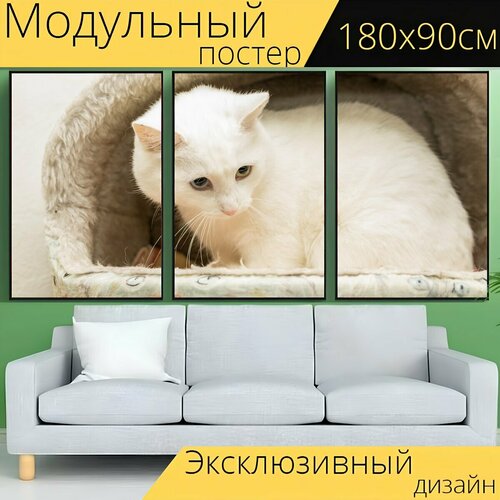 Модульный постер "Кот, белый, кошка породы" 180 x 90 см. для интерьера
