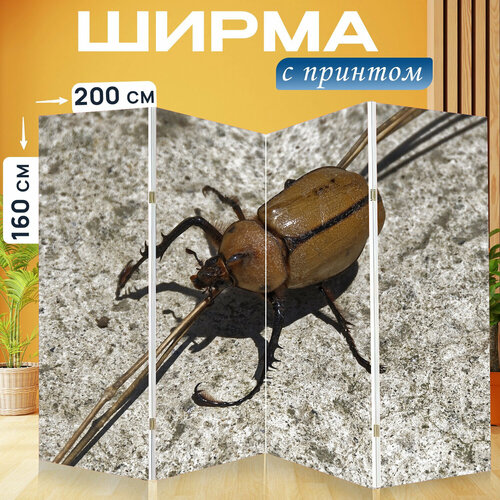 Ширма перегородка с принтом "Жук, насекомое, животное" на холсте - 200x160 см. для зонирования, раскладная
