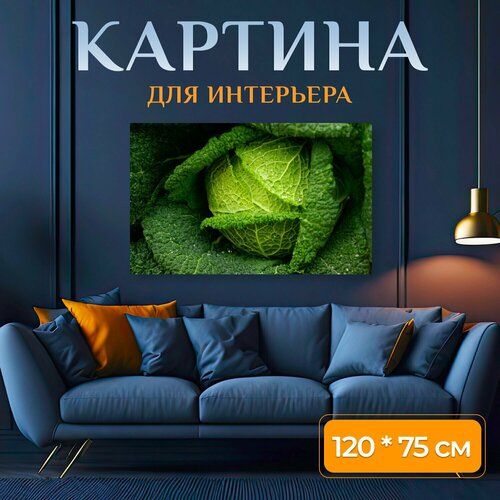 Картина на холсте "Капуста, зеленый овощ, свежесть" на подрамнике 120х75 см. для интерьера
