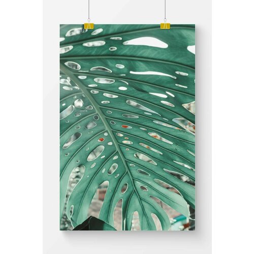 Постер для интерьера Postermarkt, 70х100 см в тубусе, постер Растение #94