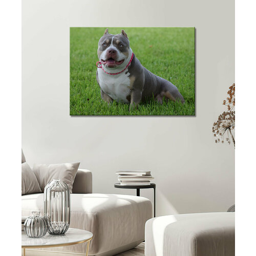 Картина - Американский булли, булли, порода собак булли, бульдог булли (1) 20х30