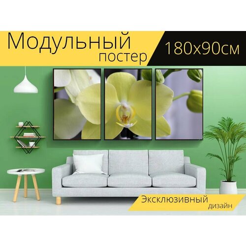 Модульный постер "Орхидея, желтый, завод" 180 x 90 см. для интерьера