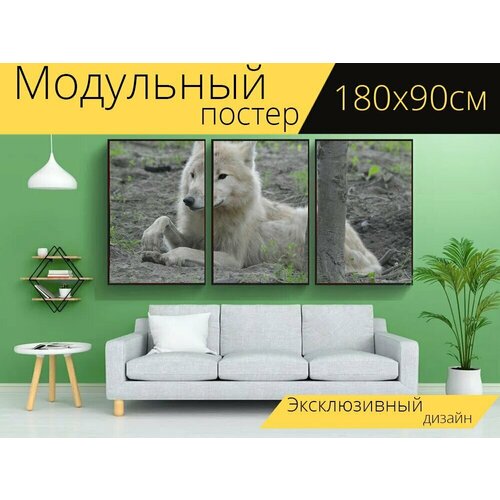 Модульный постер "Хищник, собачий, волк" 180 x 90 см. для интерьера