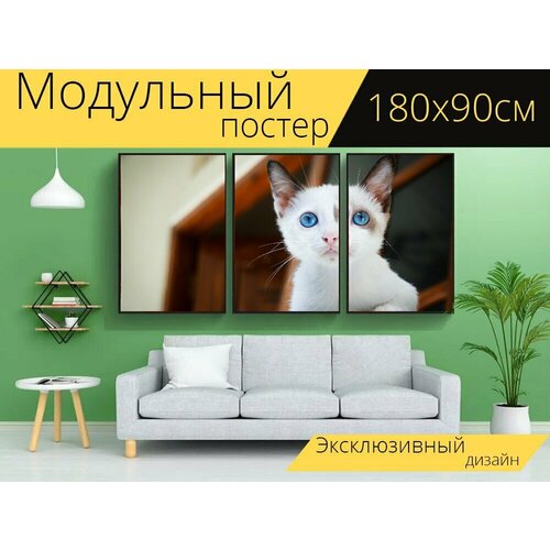 Модульный постер "Котенок, голубые глаза, кошачьи глаза" 180 x 90 см. для интерьера