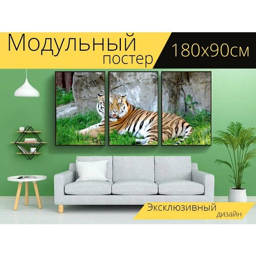 Модульный постер "Тигр, зоопарк, москва" 180 x 90 см. для интерьера