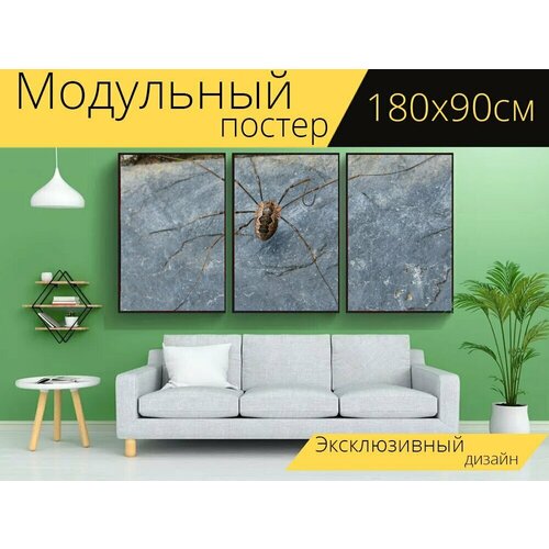 Модульный постер "Паук, болотный паук, насекомое" 180 x 90 см. для интерьера