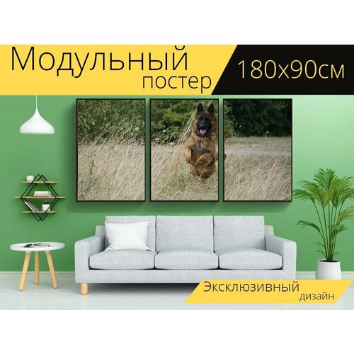 Модульный постер "Собака, немецкая овчарка, старая немецкая овчарка" 180 x 90 см. для интерьера