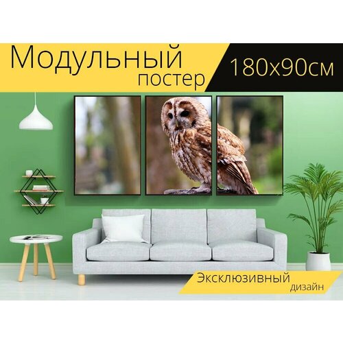 Модульный постер "Буук сова, сыч, глядя" 180 x 90 см. для интерьера