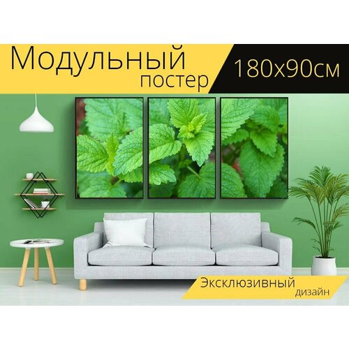 Модульный постер "Лимонный бальзам, лечебный, трава" 180 x 90 см. для интерьера