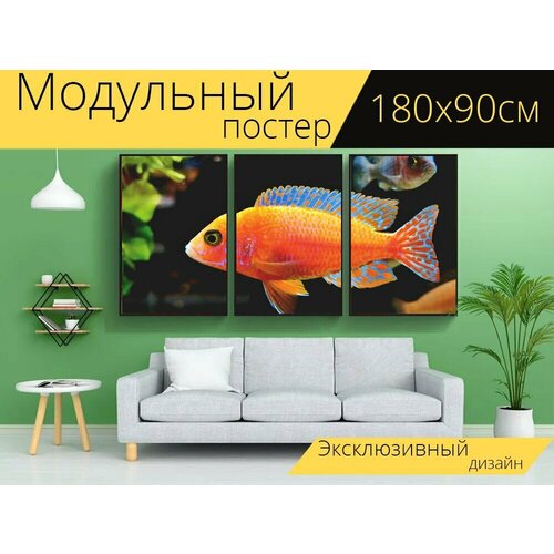 Модульный постер "Fairy wrasse, губан, рыбы" 180 x 90 см. для интерьера