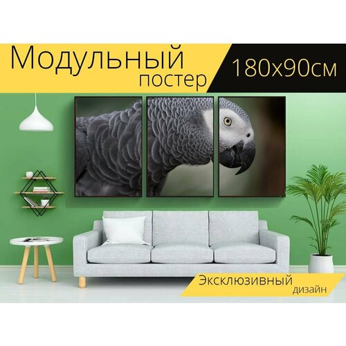 Модульный постер "Серый попугай, африканский серый попугай, попугай" 180 x 90 см. для интерьера