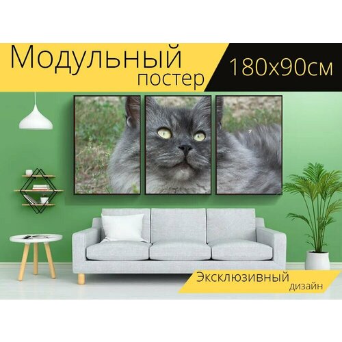 Модульный постер "Кот, кошка, сибирский" 180 x 90 см. для интерьера