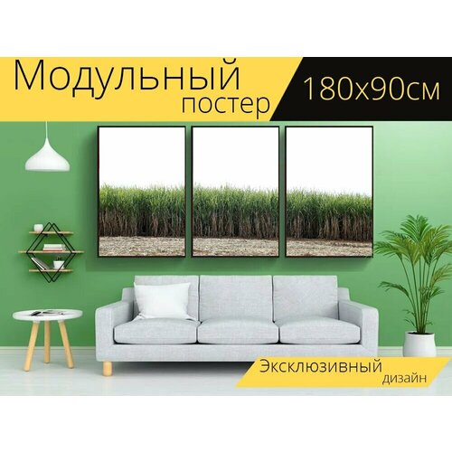 Модульный постер "Тростниковое поле, сахарного тростника, урожай" 180 x 90 см. для интерьера