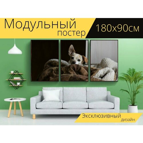Модульный постер "Собака, чихуахуа, собачка" 180 x 90 см. для интерьера