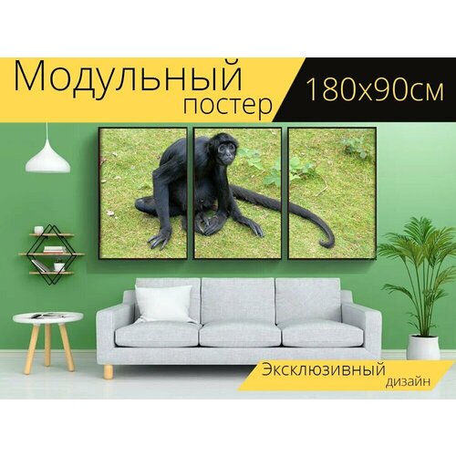 Модульный постер "Обезьяна, цепкий хвост обезьяны, паук обезьяна" 180 x 90 см. для интерьера