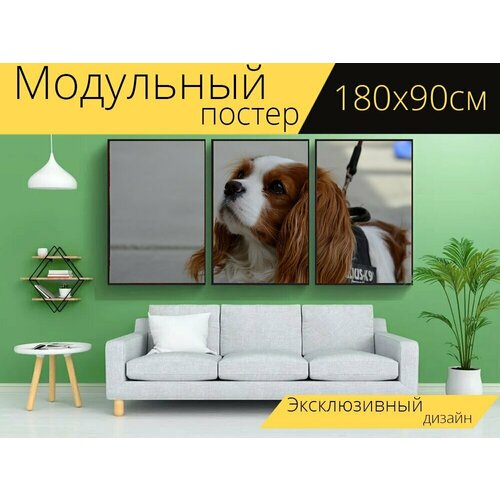 Модульный постер "Собака, кавалер кинг чарльз спаниель, веселая" 180 x 90 см. для интерьера