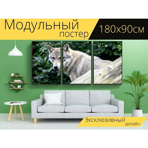 Модульный постер "Волк, кинологов, млекопитающее" 180 x 90 см. для интерьера