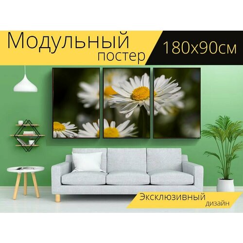 Модульный постер "Маргаритки, весна, природа" 180 x 90 см. для интерьера