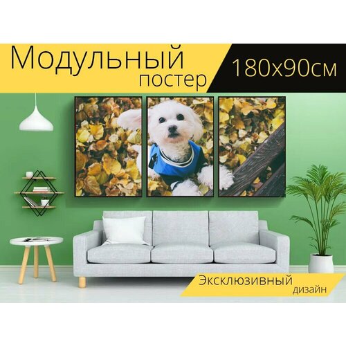 Модульный постер "Собака, осень, мальтезе собаки" 180 x 90 см. для интерьера