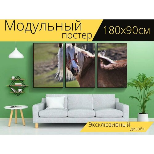 Модульный постер "Лошадь, уверенно, смотреть" 180 x 90 см. для интерьера