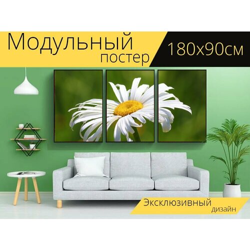 Модульный постер "Маргарита, цвести, белый" 180 x 90 см. для интерьера
