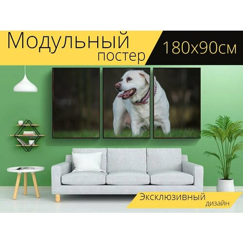 Модульный постер "Собака, милый, портрет" 180 x 90 см. для интерьера