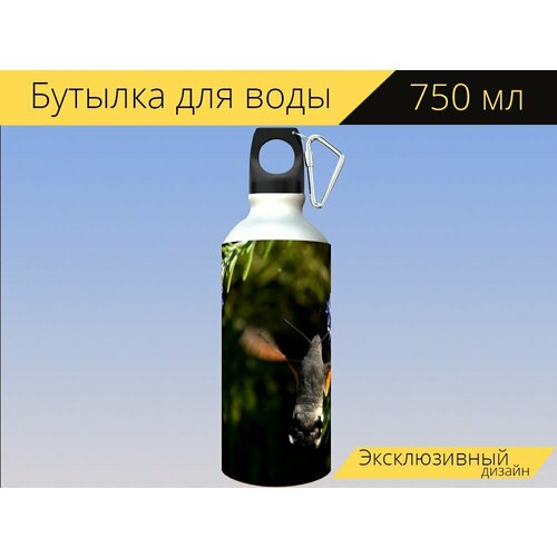 Бутылка фляга для воды "Колибри бражник, моль, насекомое" 750 мл. с карабином и принтом