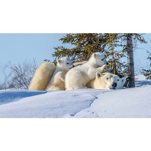 Картина на холсте 60x110 LinxOne "Зима медведи медвежата" интерьерная для дома / на стену / на кухню / с подрамником