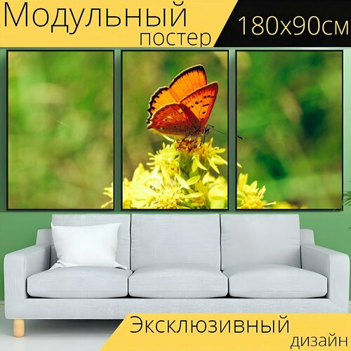 Модульный постер "Бабочка, насекомое, крылья" 180 x 90 см. для интерьера